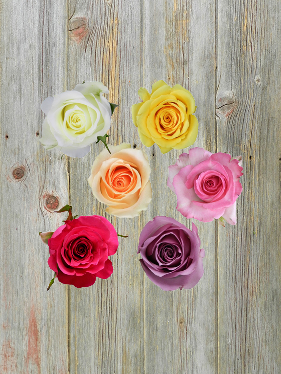 Wholesale Spring Pack Color Roses Assorted Combo Box Delivered Online ...