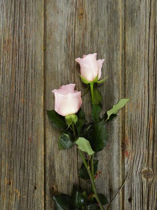 Wholesale Sweet Akito Light Pink Roses Delivered Online | FlowerFarm