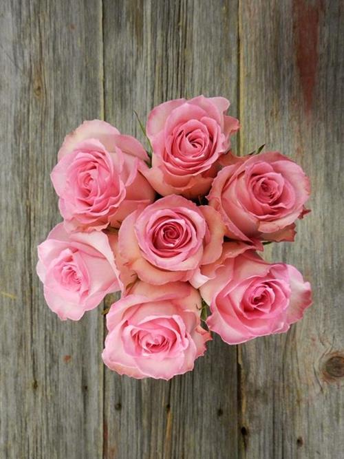 Wholesale Sweet Unique Pink Roses Delivered Online | FlowerFarm