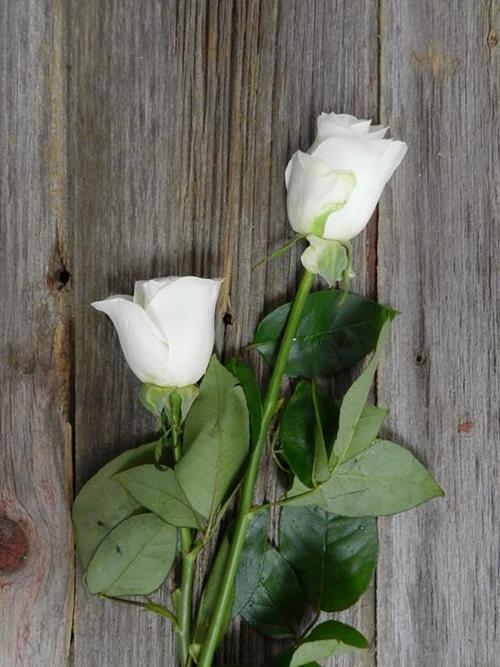 Wholesale Tibet White Roses Delivered Online | FlowerFarm