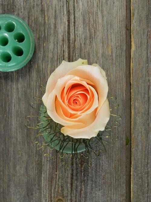 Wholesale Versilia Peach Roses Delivered Online | FlowerFarm