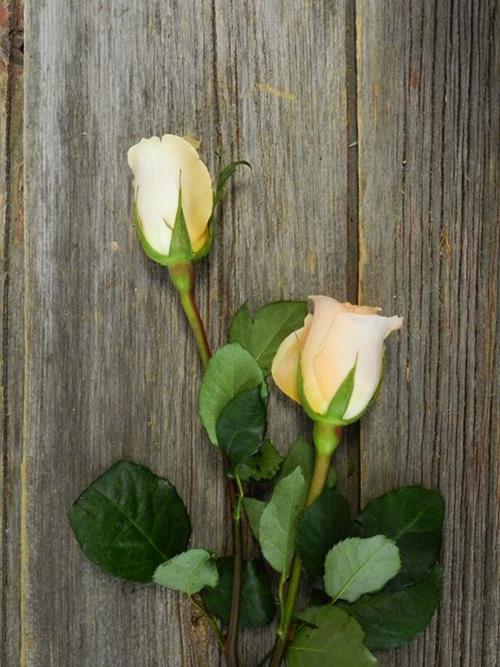 Wholesale Versilia Peach Roses Delivered Online | FlowerFarm