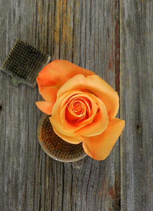 Wholesale Voo Doo Orange Rose Delivered Online | FlowerFarm