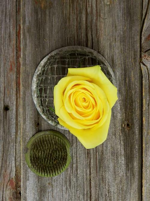 Wholesale Stardust Yellow Roses Delivered Online | FlowerFarm