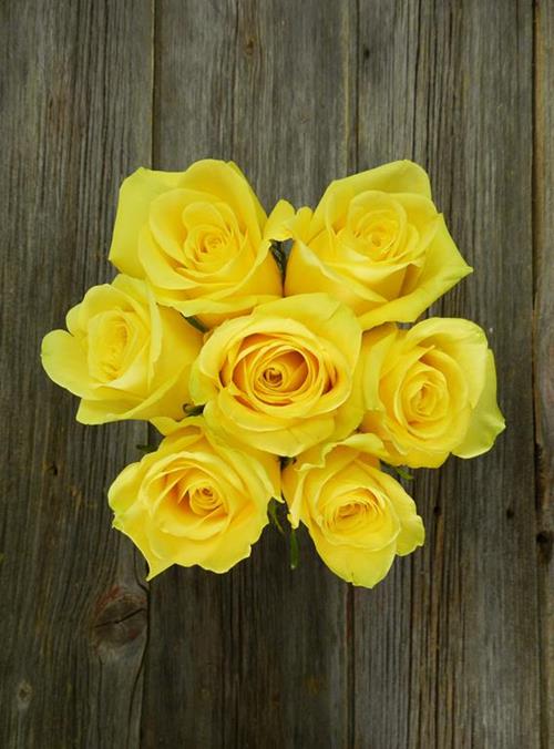 Wholesale Stardust Yellow Roses Delivered Online | FlowerFarm