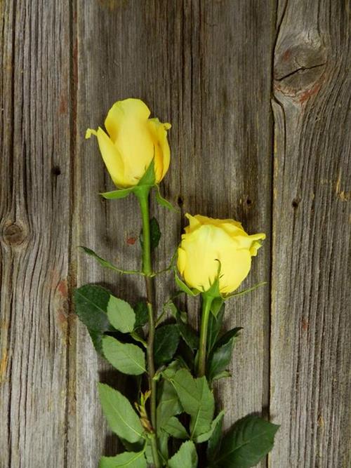 Wholesale Stardust Yellow Roses Delivered Online | FlowerFarm