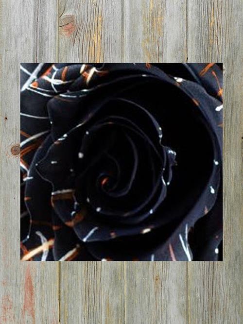 Wholesale Bettle Juice Tinted Rose Delivered Online | FlowerFarm