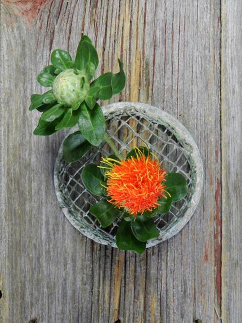 Wholesale Orange Carthemus Safflower Delivered Online | FlowerFarm