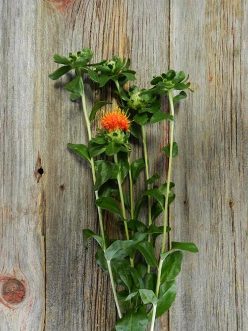 Wholesale Orange Carthemus Safflower Delivered Online | FlowerFarm
