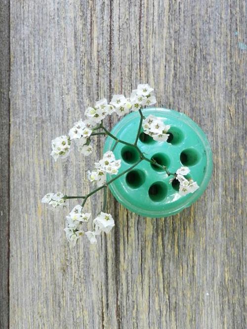 Wholesale White Sinensis Delivered Online | FlowerFarm