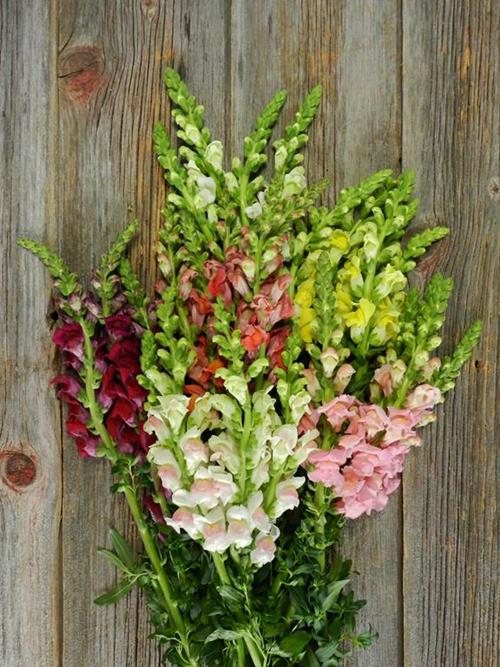 Wholesale Assorted Snapdragons Delivered Online | FlowerFarm