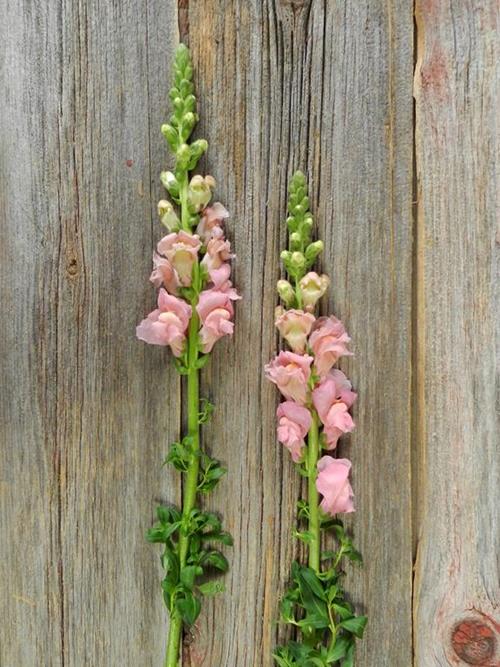 Wholesale Pink Snapdragons Delivered Online | FlowerFarm