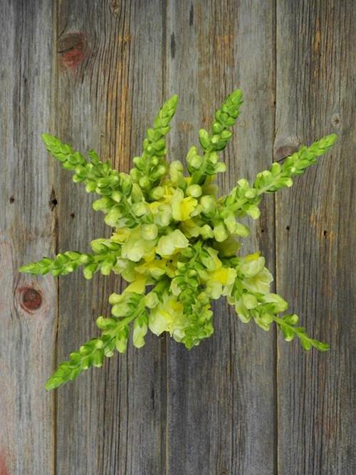 Wholesale Yellow Snapdragons Delivered Online | FlowerFarm
