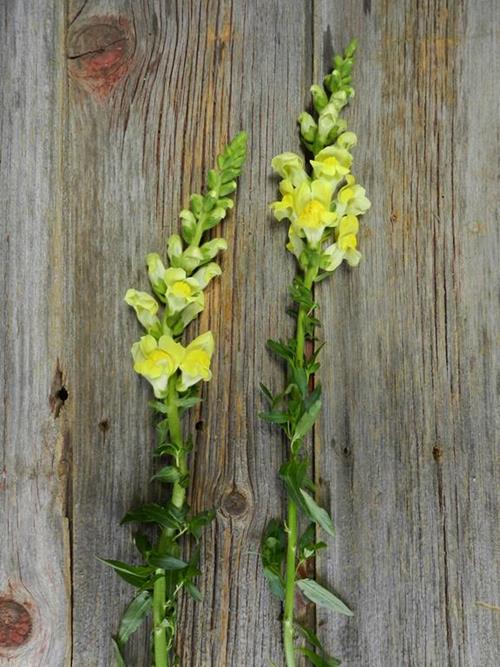 Wholesale Yellow Snapdragons Delivered Online | FlowerFarm