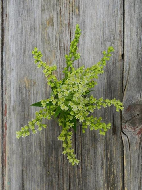 Wholesale Estelle Cream Aster Delivered Online | FlowerFarm