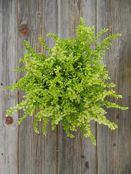 Wholesale Estelle Cream Aster Delivered Online | FlowerFarm