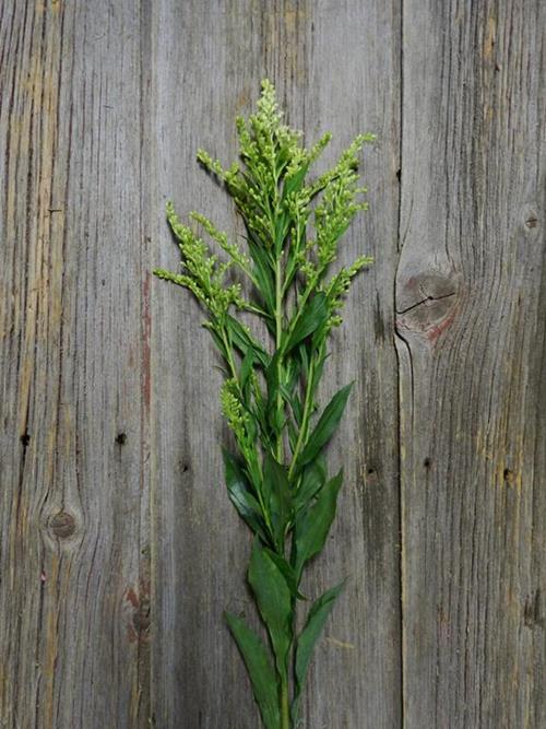 Wholesale Estelle Cream Aster Delivered Online | FlowerFarm