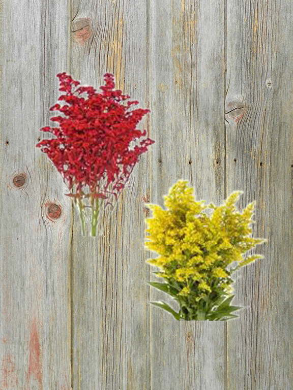 Wholesale Half Yellow Solidago Painted Red & Half Yellow Solidago ...
