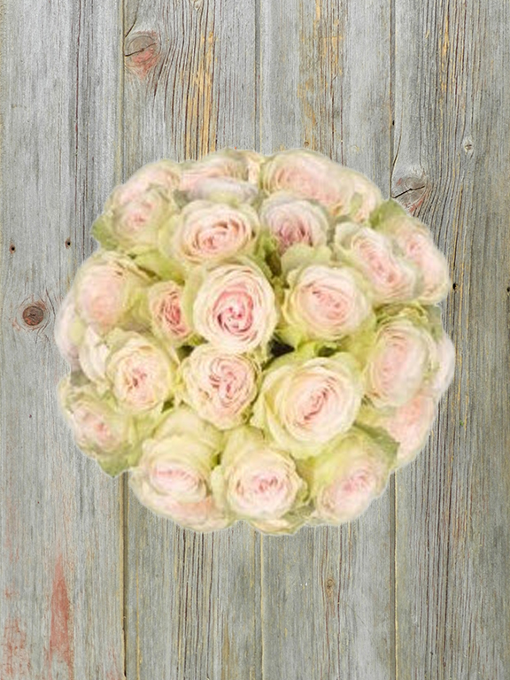 Wholesale Brilliant Star Green Pink Light Pink Spray Rose Delivered ...