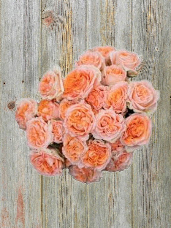 Wholesale Aureus Peach Spray Rose Delivered Online | FlowerFarm