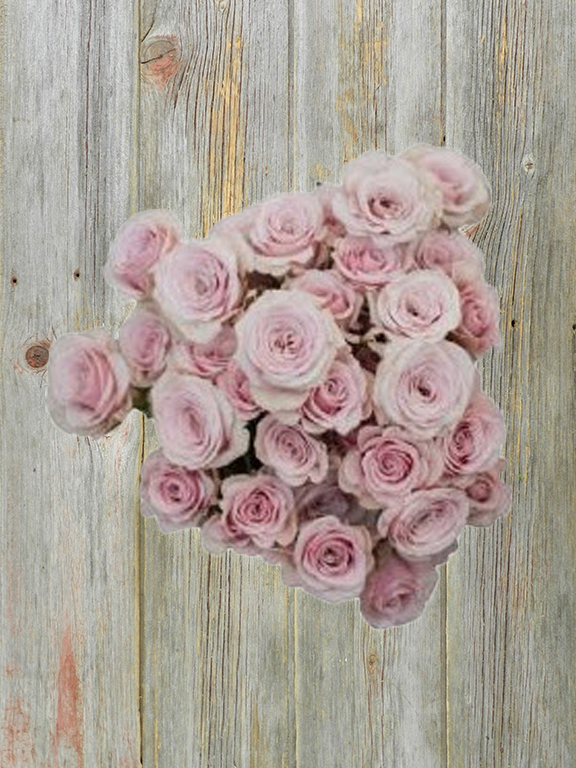 Wholesale Big Dipper Light Pink Spray Rose Delivered Online | FlowerFarm