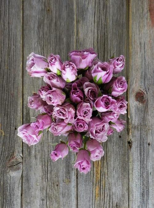 Wholesale Blue Moon Lavender Spray Roses Delivered Online | FlowerFarm