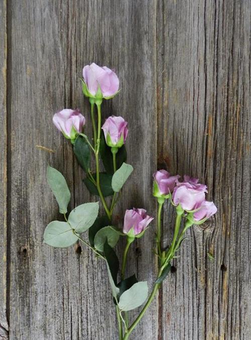 Wholesale Blue Moon Lavender Spray Roses Delivered Online | FlowerFarm