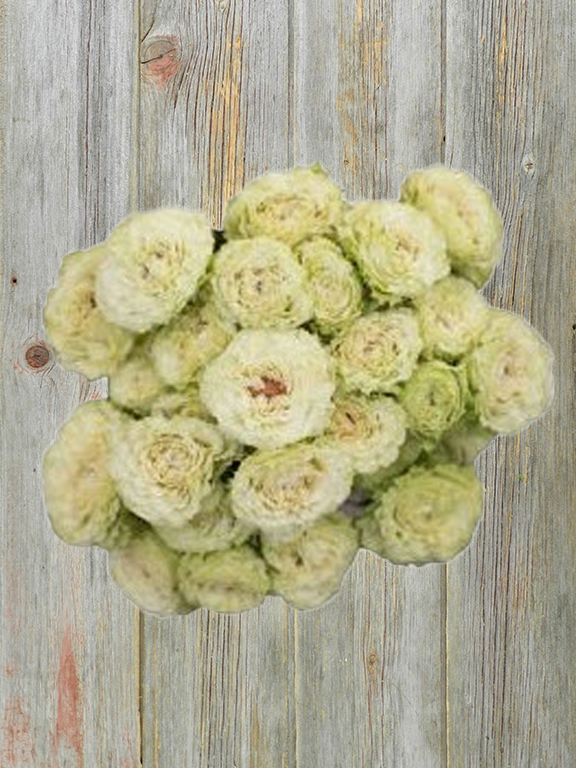 Wholesale Be Strong Cream Spray Rose Delivered Online | FlowerFarm