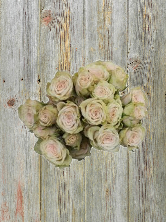 Wholesale Spray Roses Delivered | FlowerFarm