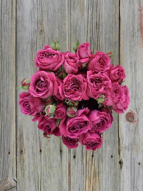 Wholesale Hot Majolika Hot Pink Spray Roses Delivered Online | FlowerFarm