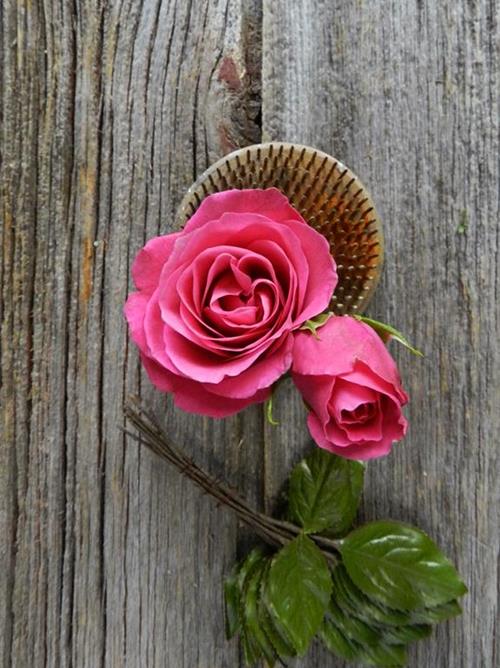 Wholesale Hot Pink Spray Roses Delivered Online | FlowerFarm