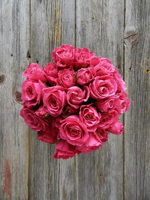 Wholesale Hot Pink Spray Roses Delivered Online | FlowerFarm