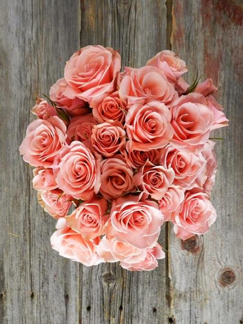 Wholesale Ilse Bicolor Peach/Pink Spray Roses Delivered Online | FlowerFarm
