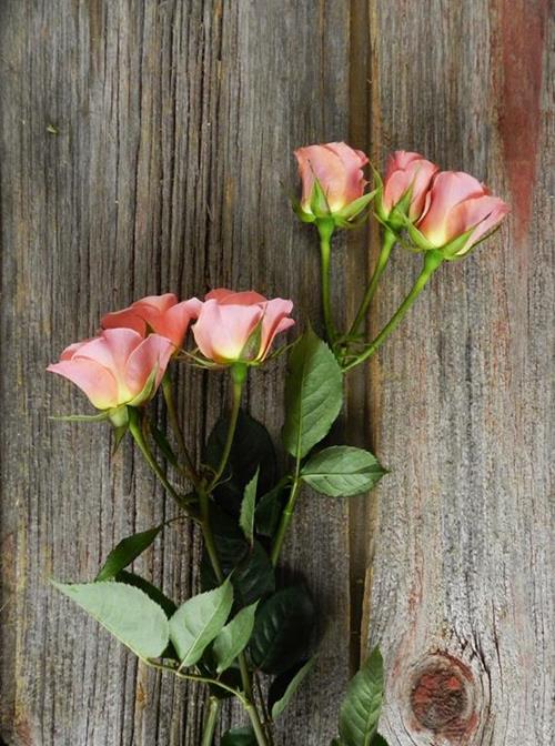 Wholesale Ilse Bicolor Peach/Pink Spray Roses Delivered Online | FlowerFarm