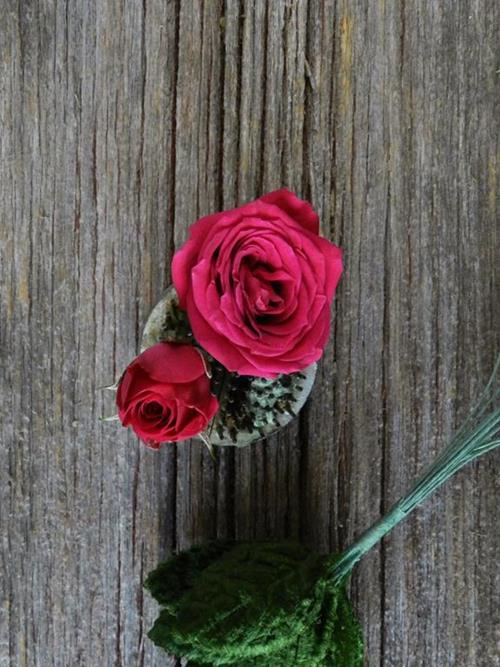 Wholesale Lovely Lydia Hot Pink Spray Roses Delivered Online | FlowerFarm