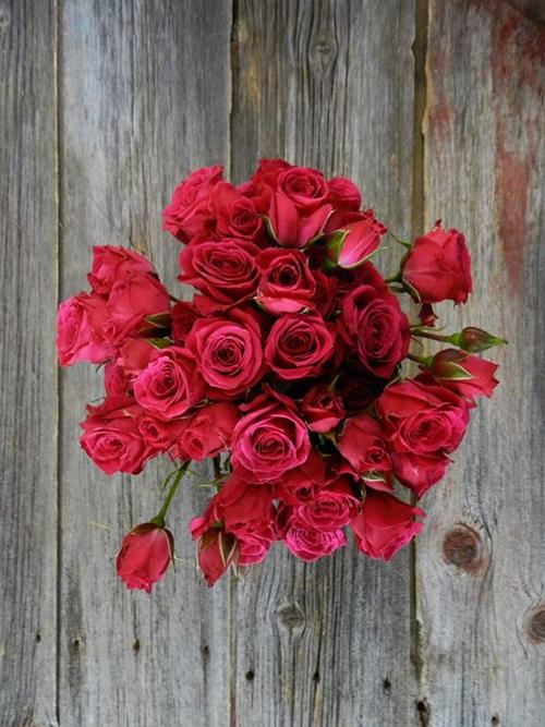 Wholesale Lovely Lydia Hot Pink Spray Roses Delivered Online | FlowerFarm