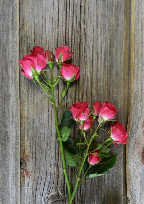 Wholesale Lovely Lydia Hot Pink Spray Roses Delivered Online | FlowerFarm