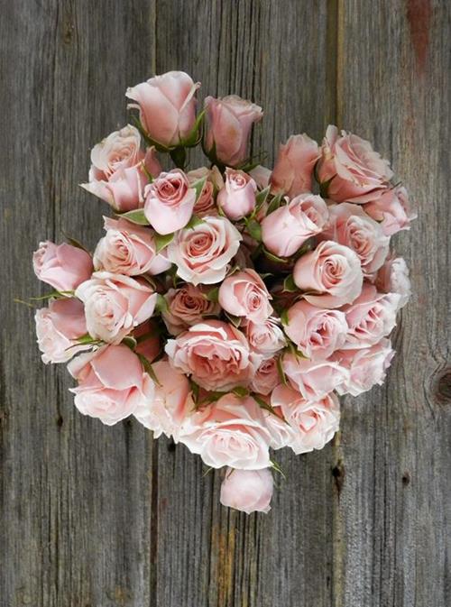 Wholesale Majolika Pink Spray Roses Delivered Online | FlowerFarm