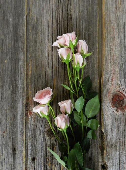 Wholesale Majolika Pink Spray Roses Delivered Online | FlowerFarm