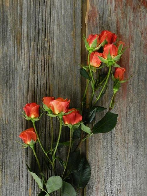 Wholesale Mambo Orange Spray Roses Delivered Online | FlowerFarm