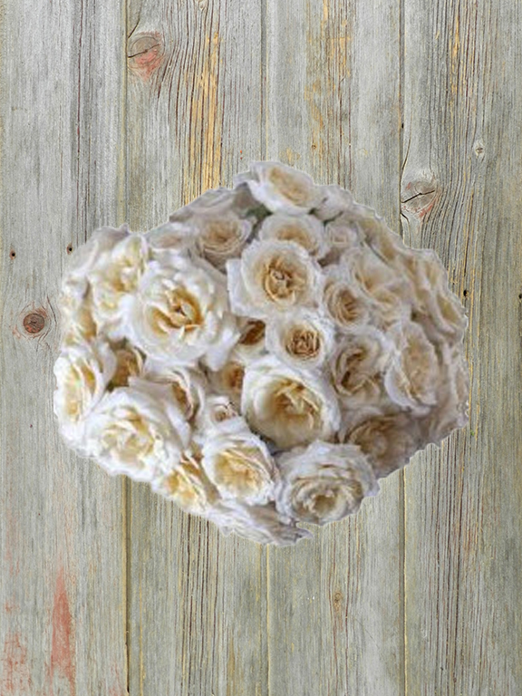 Wholesale New Moon Cream Spray Rose Delivered Online | FlowerFarm