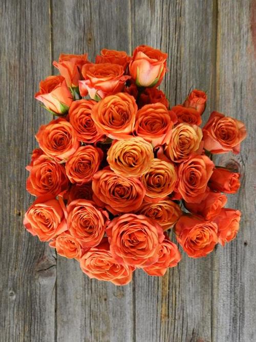 Wholesale Orange Spray Roses Delivered Online | FlowerFarm