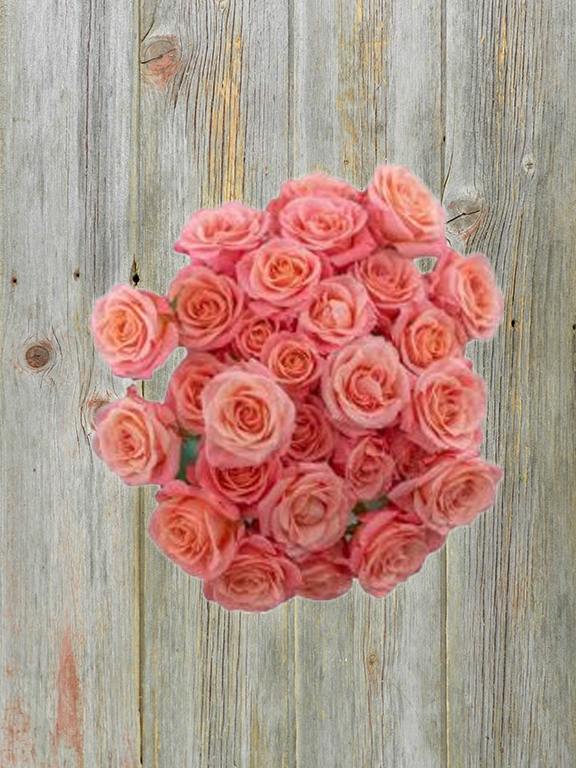 Wholesale Peachy Pink Jewel Pink Spray Rose Delivered Online | FlowerFarm