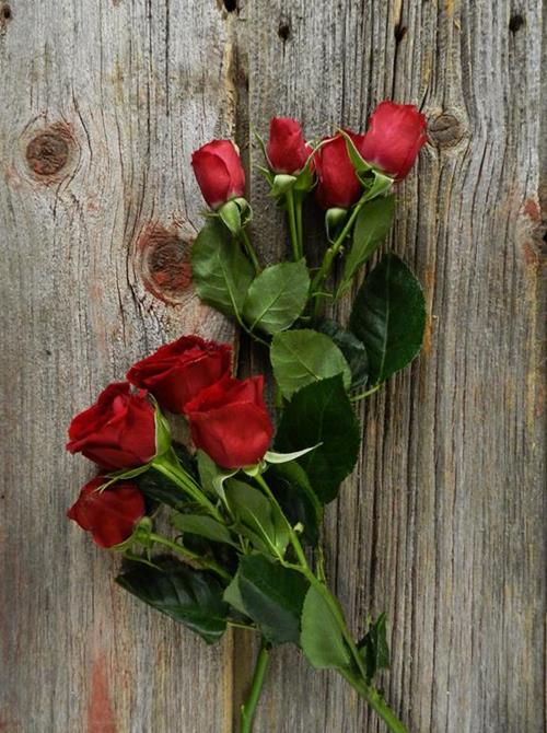 Wholesale Red Spray Roses Delivered Online | FlowerFarm