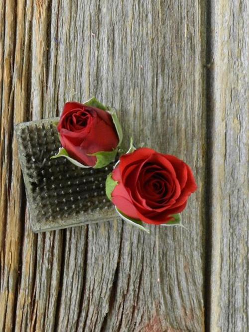 Wholesale Red Fire King Red Spray Roses Delivered Online | FlowerFarm