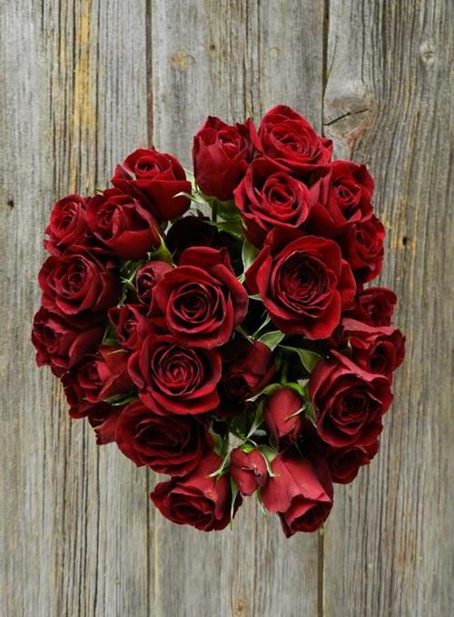 Wholesale Rubicon Red Spray Roses Delivered Online | FlowerFarm