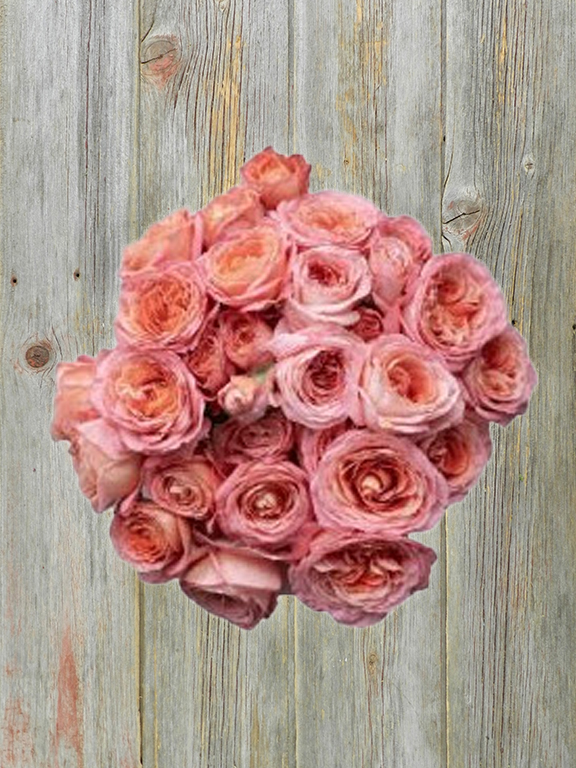 Wholesale Sunset Glamor Pink Spray Rose Delivered Online | FlowerFarm