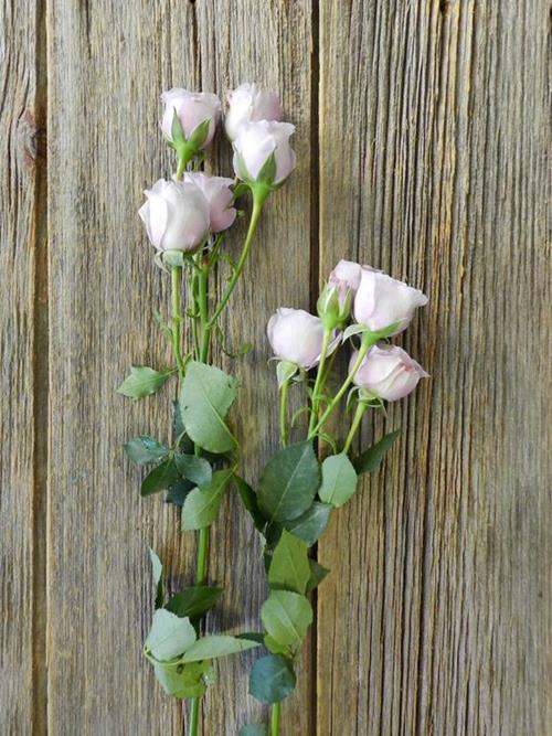Wholesale Silver Mikado Lt Lavender Spray Roses Delivered Online ...