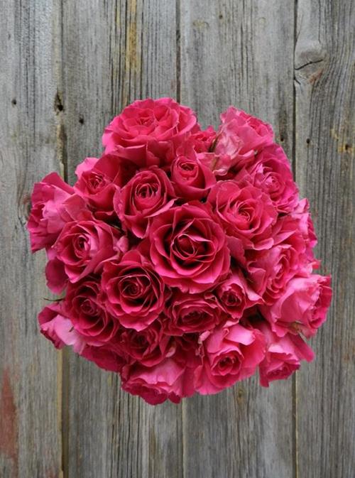 Wholesale Super Nova Hot Pink Spray Roses Delivered Online | FlowerFarm