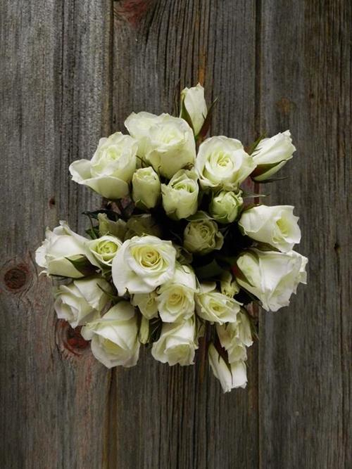 Wholesale Viviane White Spray Roses Delivered Online | FlowerFarm